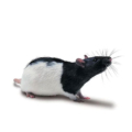Long-Evans Rats - 樂斯科生物科技股份有限公司