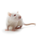 免疫缺陷鼠 DK-NPG Mice - 樂斯科生物科技股份有限公司